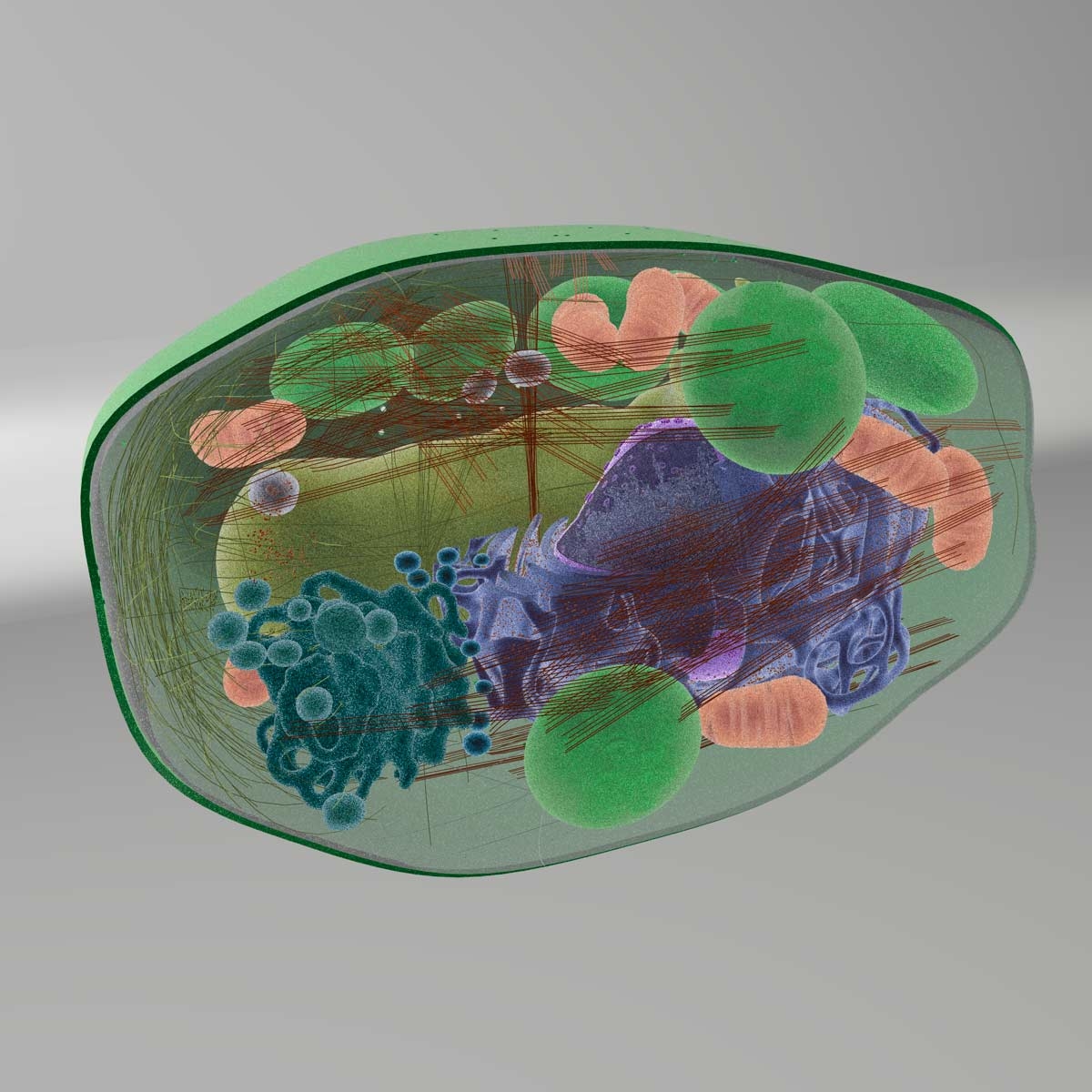 biological plant cell c4d