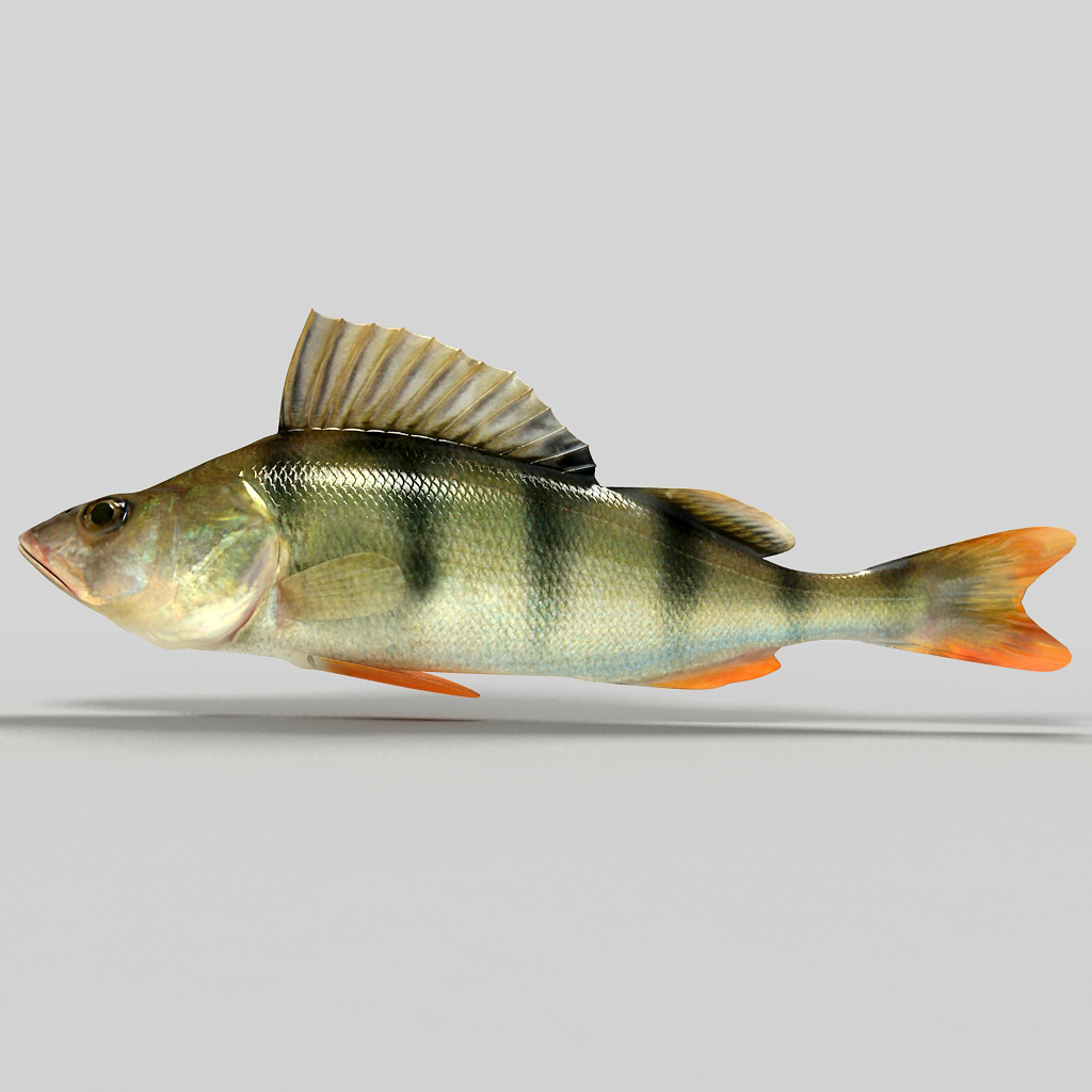 perch fish 3d model
