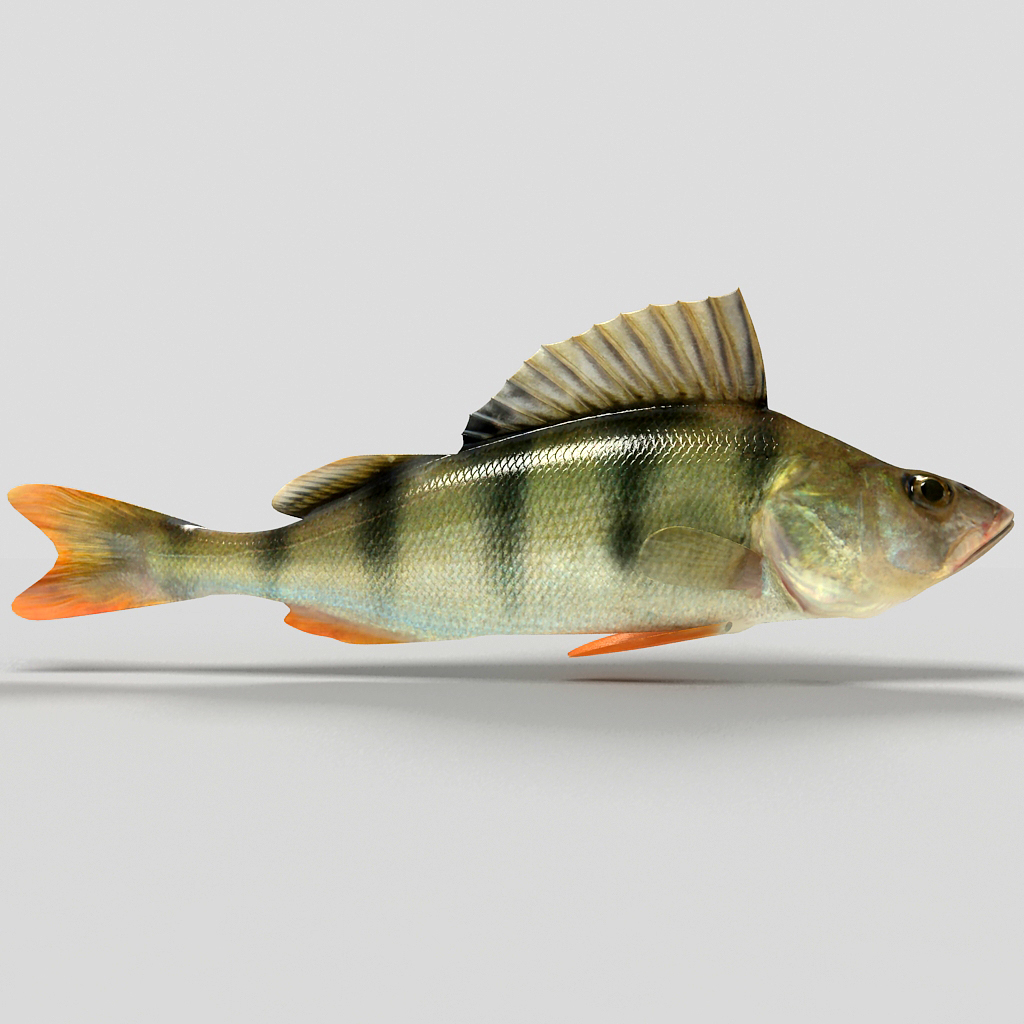 perch fish 3d model