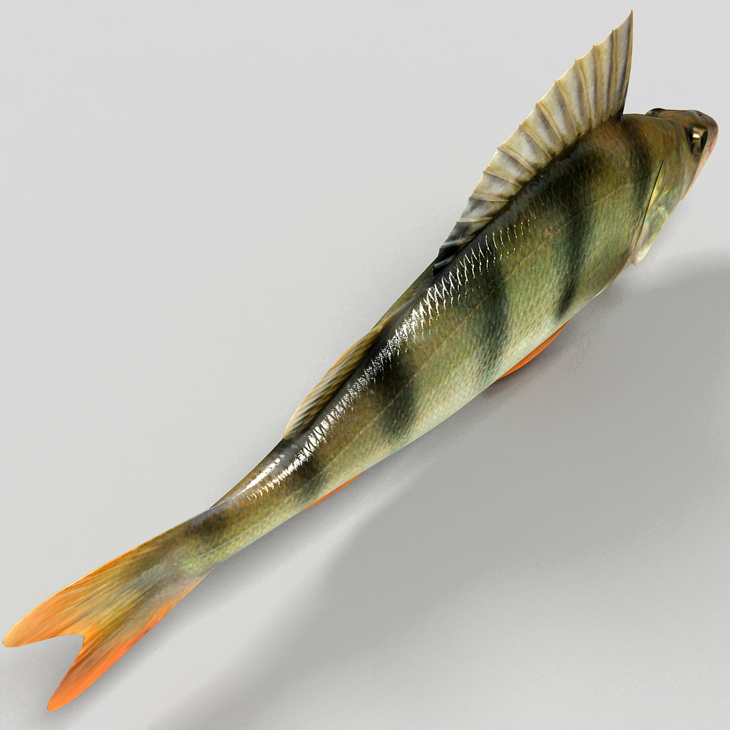 perch fish 3d model