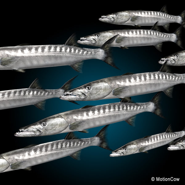 realistic barracuda fish 3d lwo