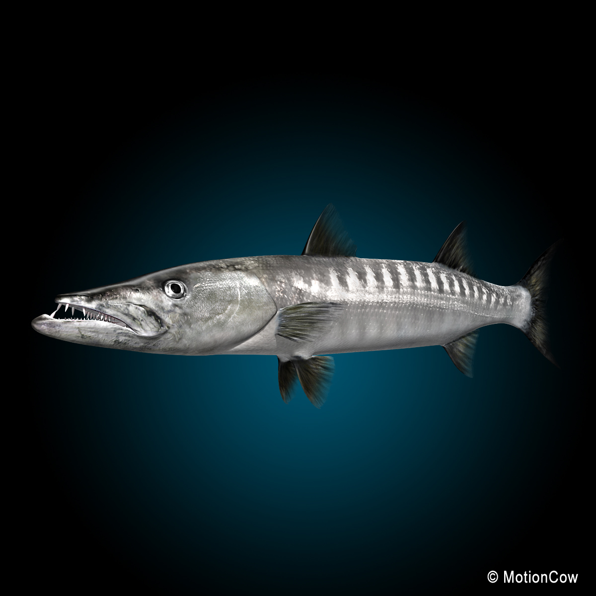 realistic barracuda fish 3d lwo