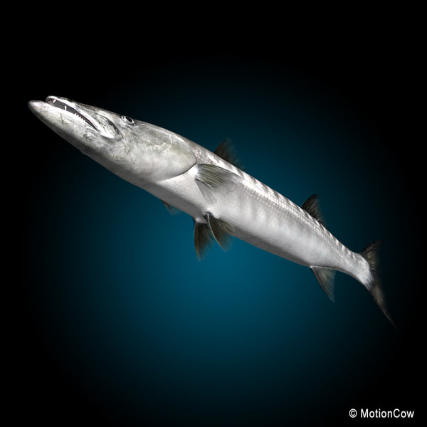 realistic barracuda fish 3d lwo