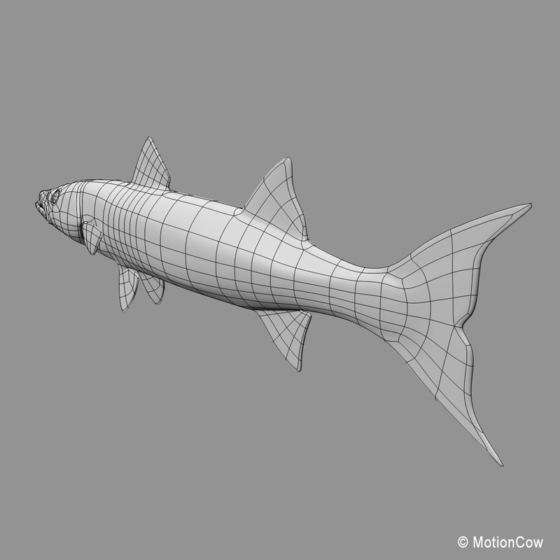 realistic barracuda fish 3d lwo
