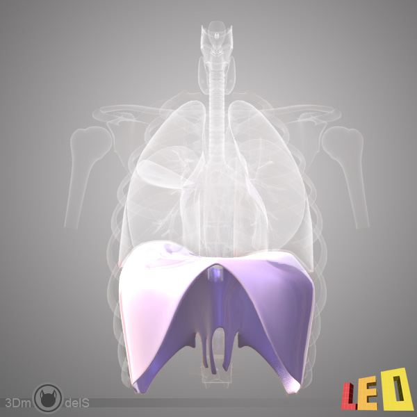 3d model diaphragm