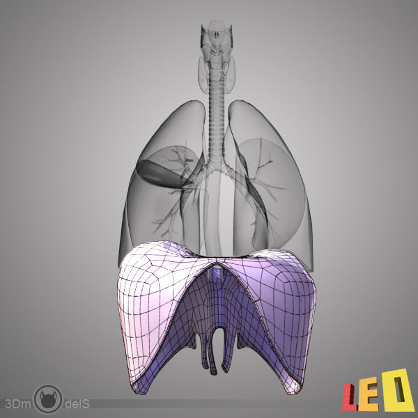 3d model diaphragm