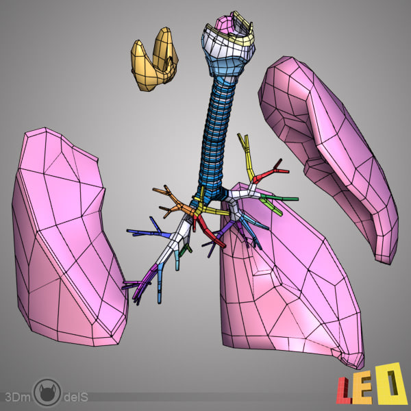 3d model respiratory anatomy lung