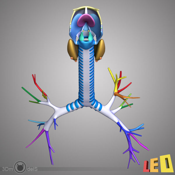 3d model respiratory anatomy lung