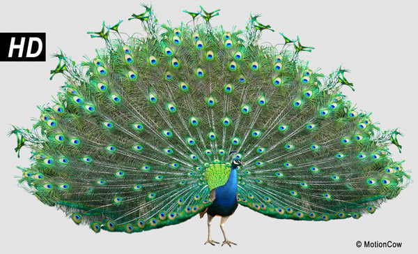 peacock tail fan max