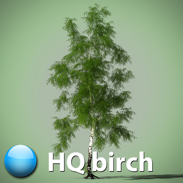 modelo 3d Abedul modelo 3d betula pendula - TurboSquid 605467