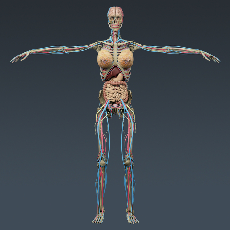 3d model of human male female anatomy