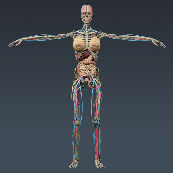 3d model of human male female anatomy