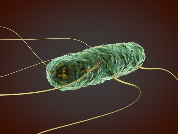 3d salmonella bacteria