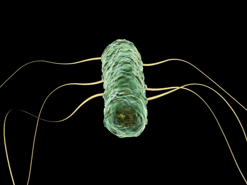 3d salmonella bacteria