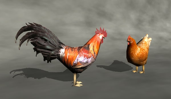 x ready chicken animations rooster