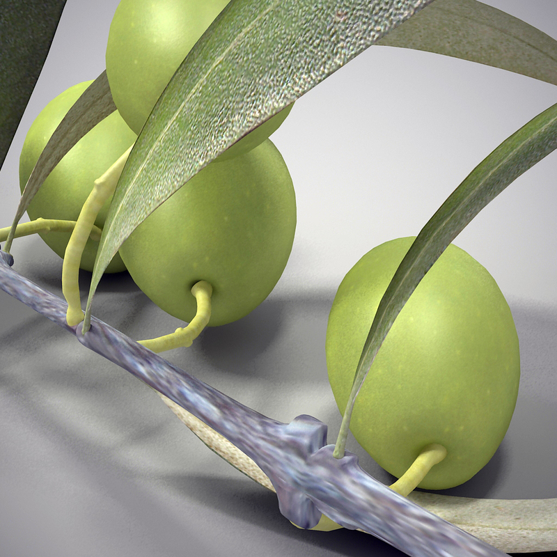 3d olive branch