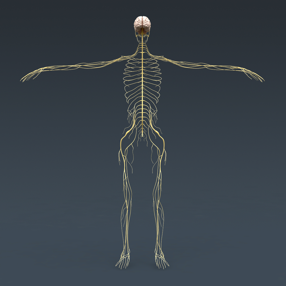 3d human male female anatomy