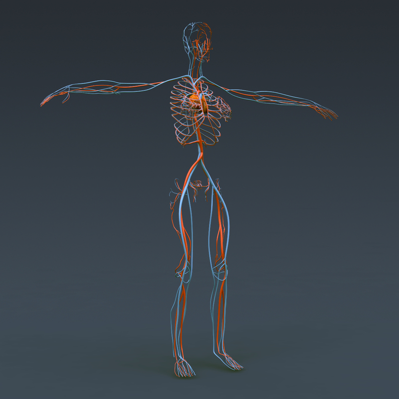3d human male female anatomy