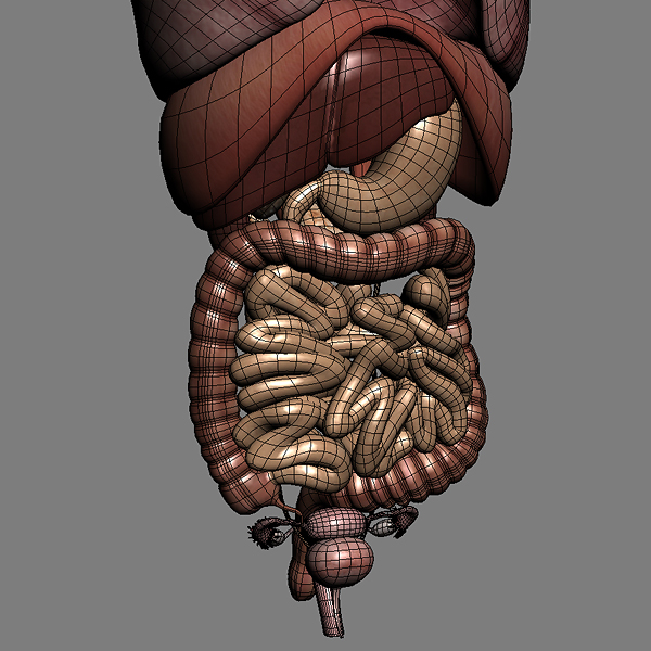 3d human male female anatomy
