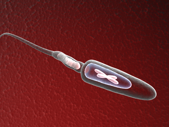 sperm cell 3d model