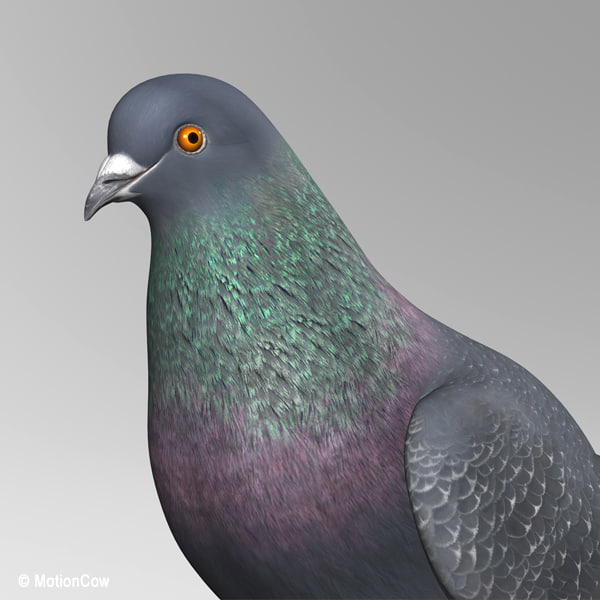 3d max realistic pigeon b wings