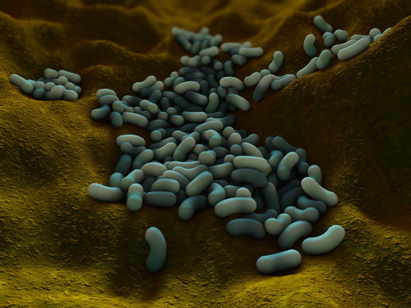 microbiological bacteria cell 3d model