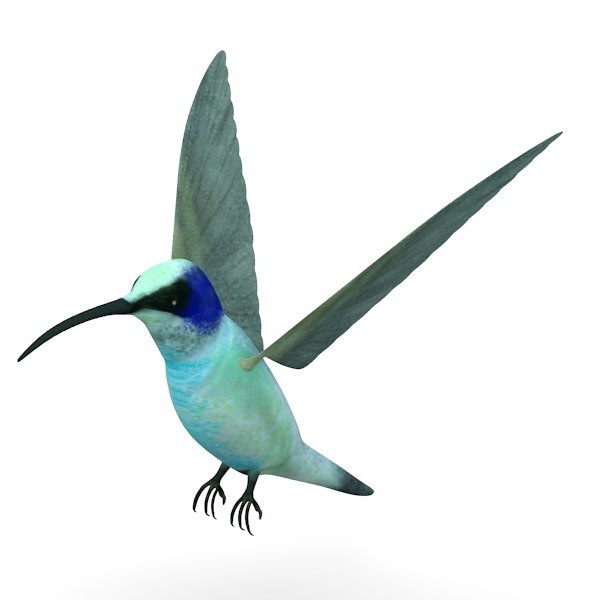 3d colibri birds rigged model