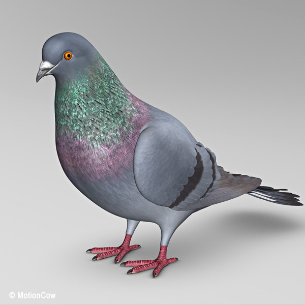 3d model of realistic pigeon wings folded