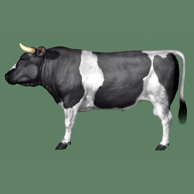 Stier 3D-Modell - TurboSquid 608020