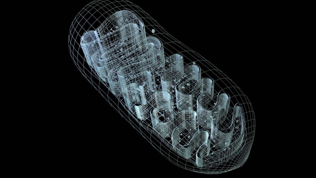 3d model mitochondria energy cell