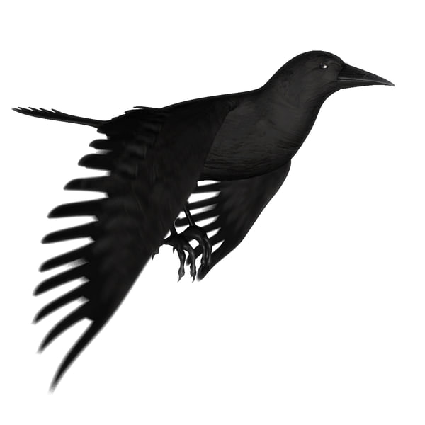 3d model crow flying animation