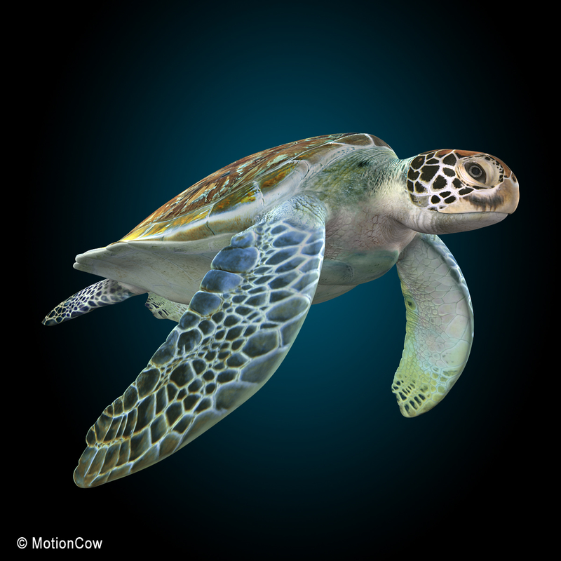 realistic turtle c4d