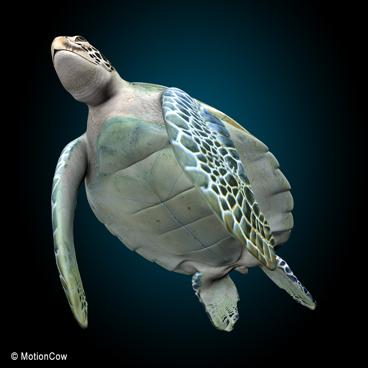 realistic turtle c4d
