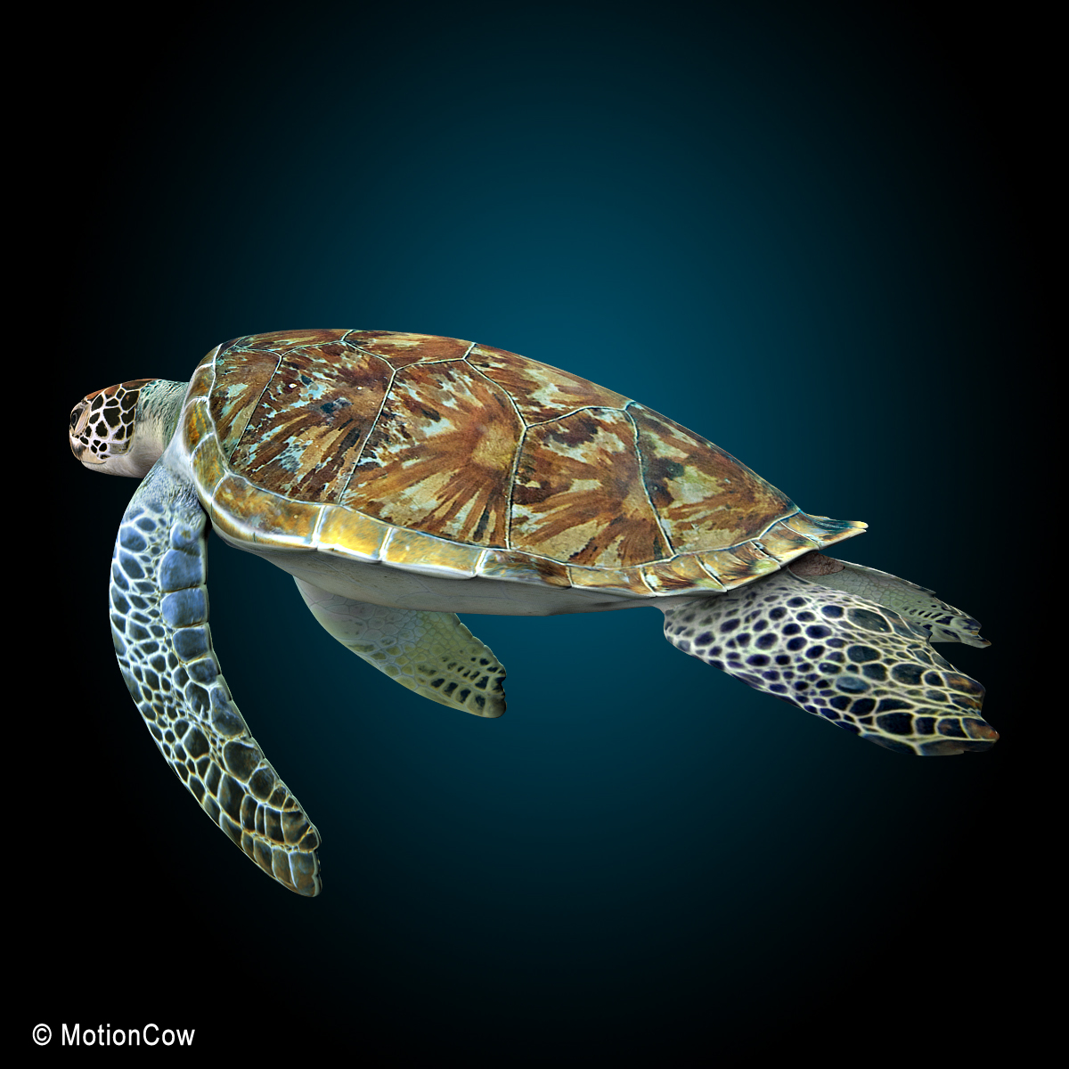realistic turtle c4d