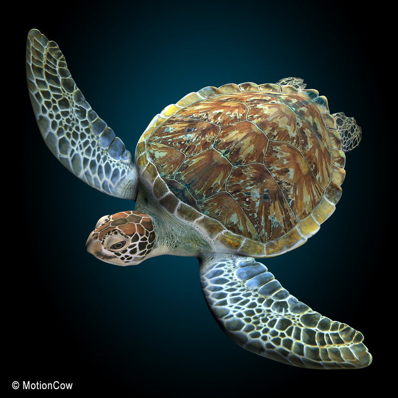realistic turtle c4d