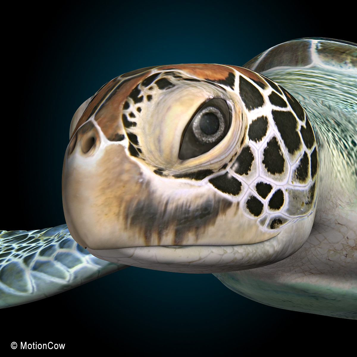 realistic turtle c4d