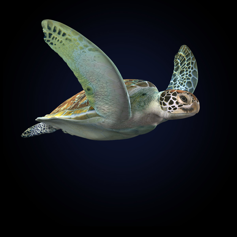 realistic turtle c4d