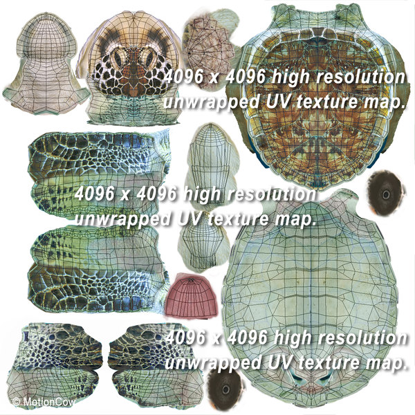 realistic turtle c4d