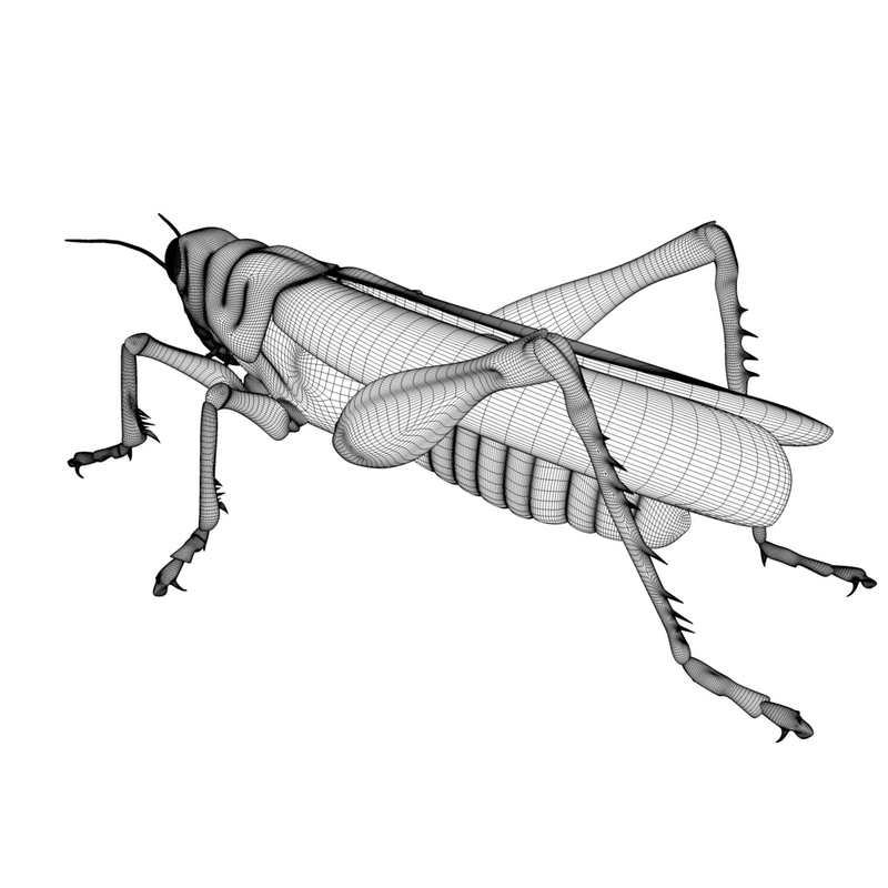 3d grasshopper