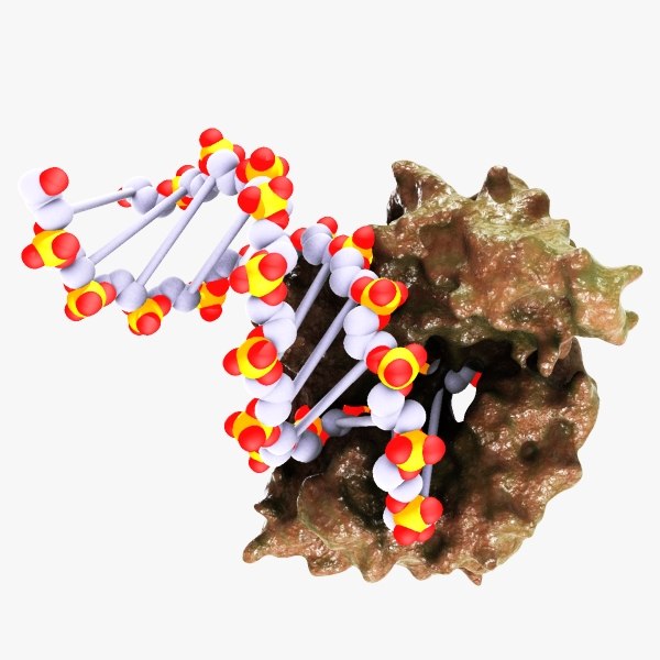 dna helicase 3d model