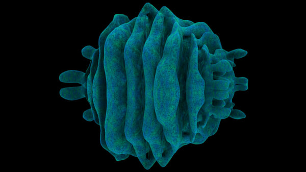 3d nasal cilia model