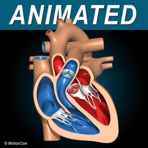 Free Blender Heart Models | TurboSquid