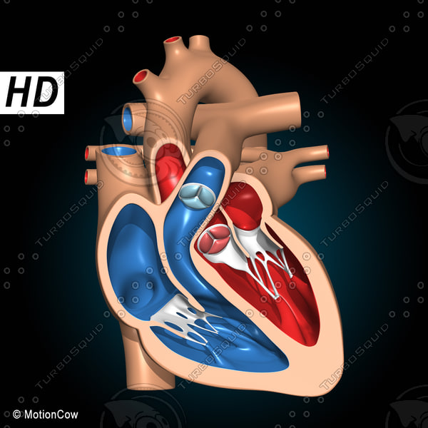 3d model human heart