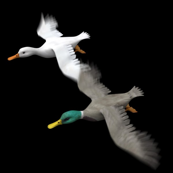 duck different flying animation 3d model