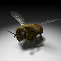 Bee 3D Models for Download | TurboSquid