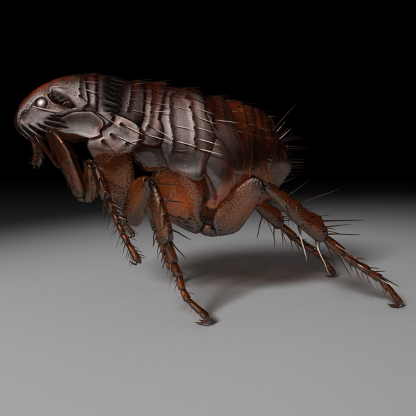 Flea 3D Models for Download | TurboSquid