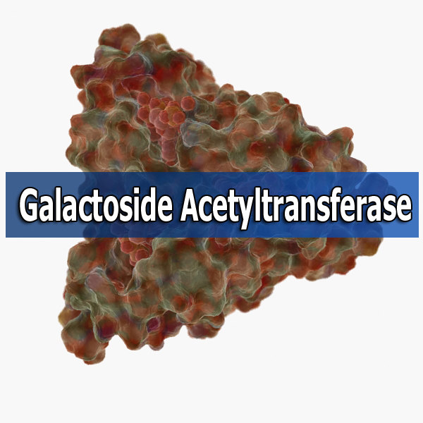 galactoside enzyme organic 3d max