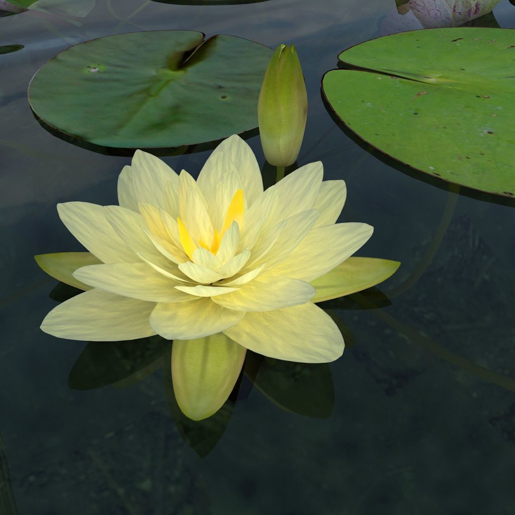 nymphaea water lily ma