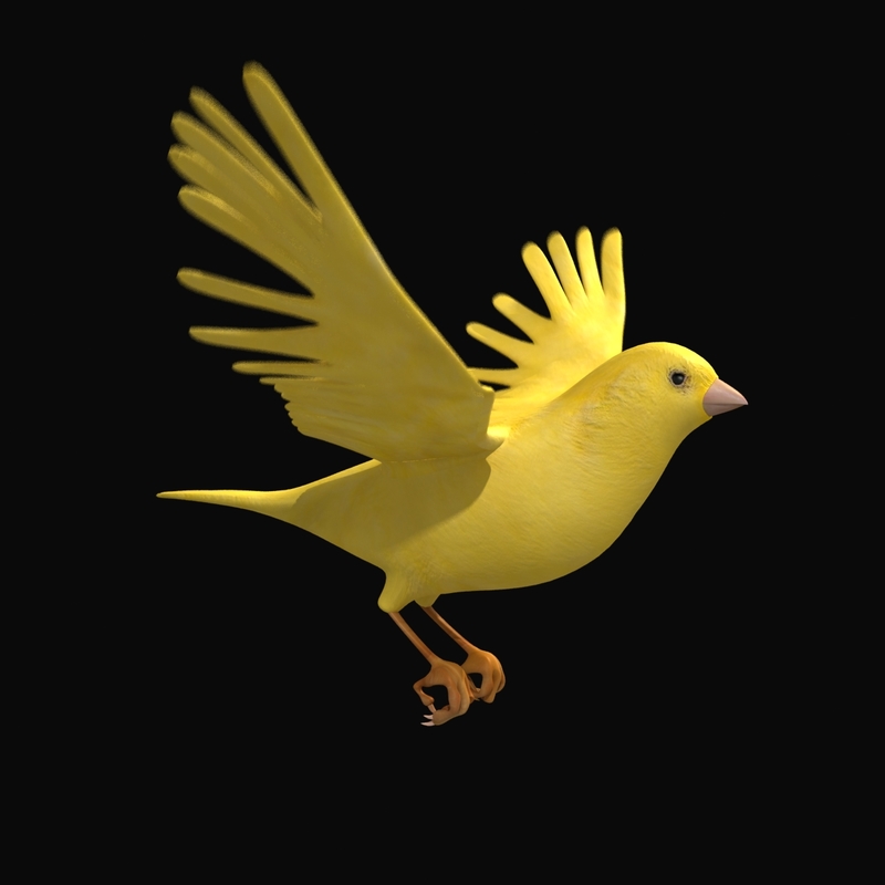 canary flying animation 3d 3ds