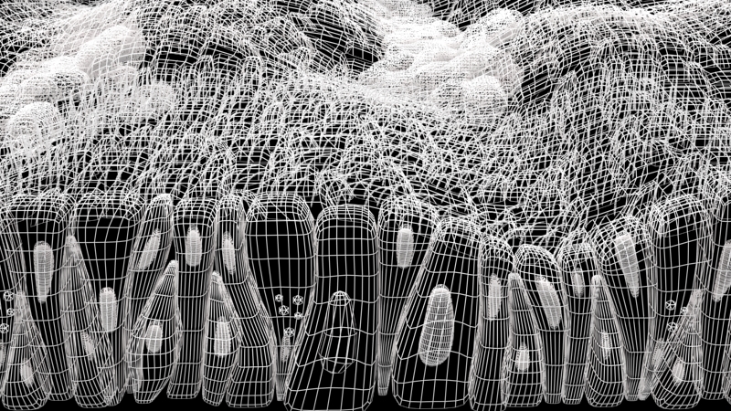 3d nasal cilia model